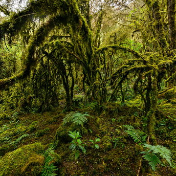 into the heart of ANDEAN FORESTS : Ampay - Inside 3